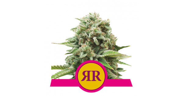 Семена конопли Royal Runtz банка Royal Queen Seeds почтой купить в Украине