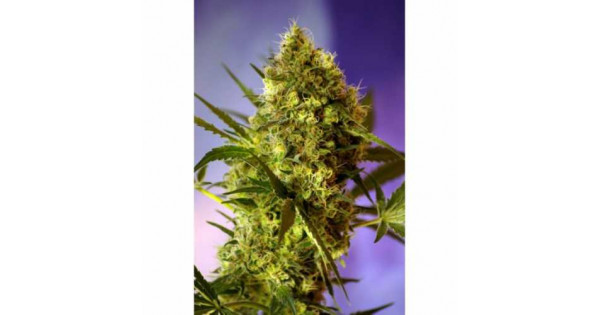 Семена конопли Auto Big Devil №2 feminized банка Sweet Seeds почтой ...