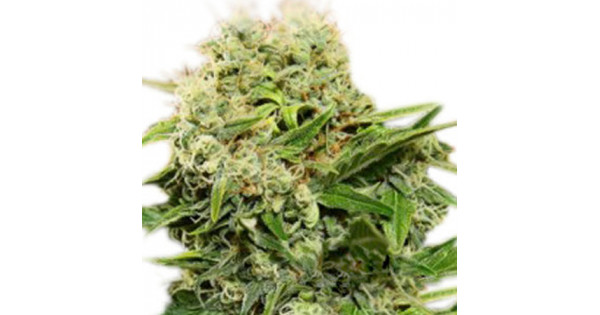 Семена конопли Auto Chronic Ryder банка Ganja Seeds почтой купить в Украине