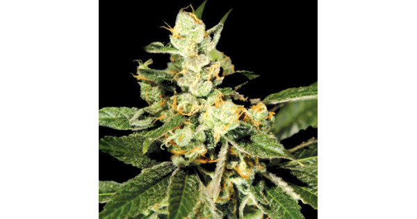 Семена конопли Train Wreck Feminised банка Green House Seeds почтой ...