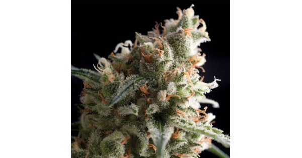 Семена конопли Auto Super Hash Feminised банка Pyramid Seeds почтой ...