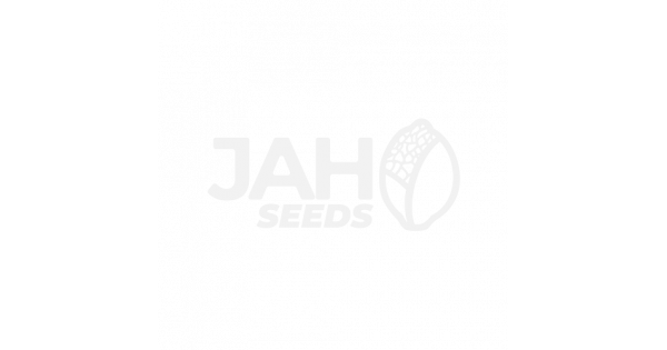 Семена конопли Black Widow банка JAH Seeds почтой купить в Украине