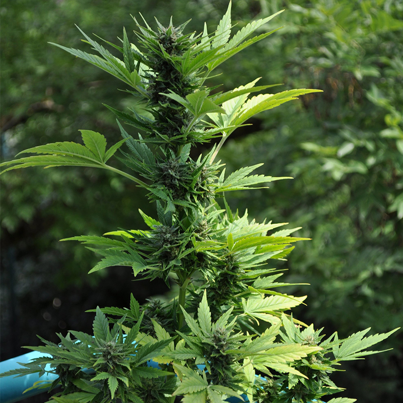 Семена конопли LOWRYDER #2 Feminised банка JAH Seeds почтой купить в ...