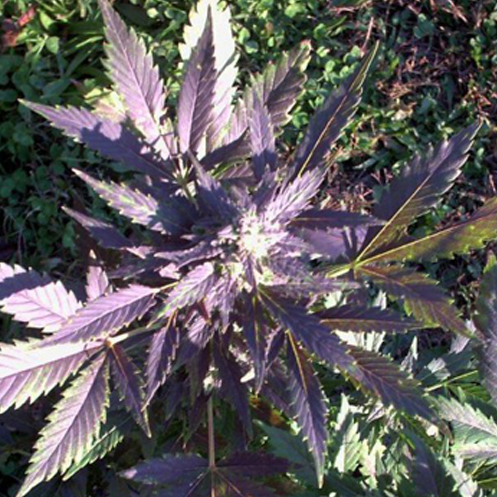 Семена конопли Auto MI5 банка Short Stuff Seedbank почтой купить в Украине