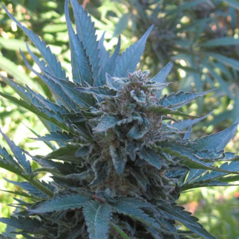 Семена конопли Mohan Ram Feminised банка Sweet Seeds почтой купить в ...